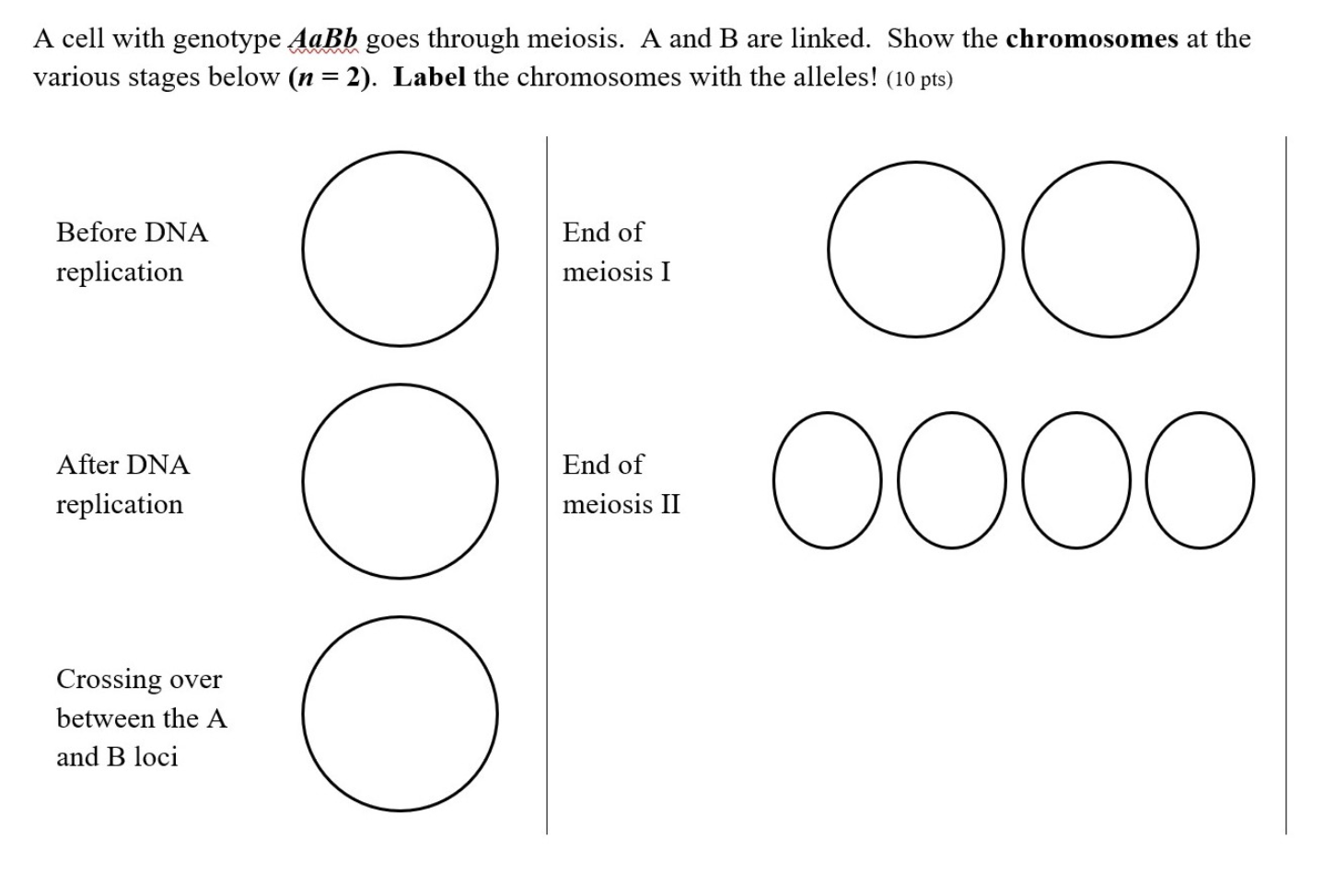Solved A cell with genotype AaBb goes through meiosis. A and | Chegg.com