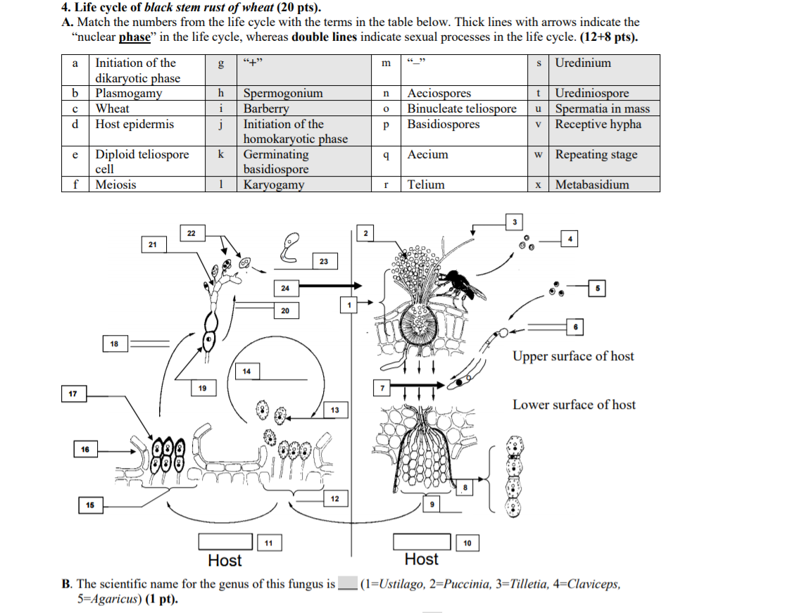 Solved 4. Life cycle of black stem rust of wheat (20 pts). | Chegg.com