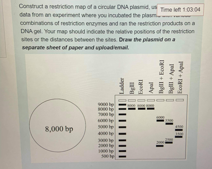 Solved TET VETTO Construct a restriction map of a circular | Chegg.com