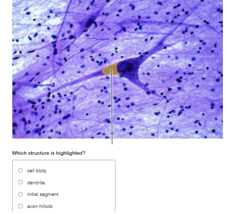 Solved Which structures are highlighted? nuclei O striations | Chegg.com