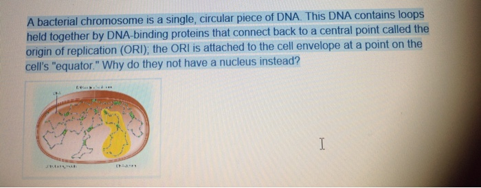 Solved A bacterial chromosome is a single, circular piece of | Chegg.com