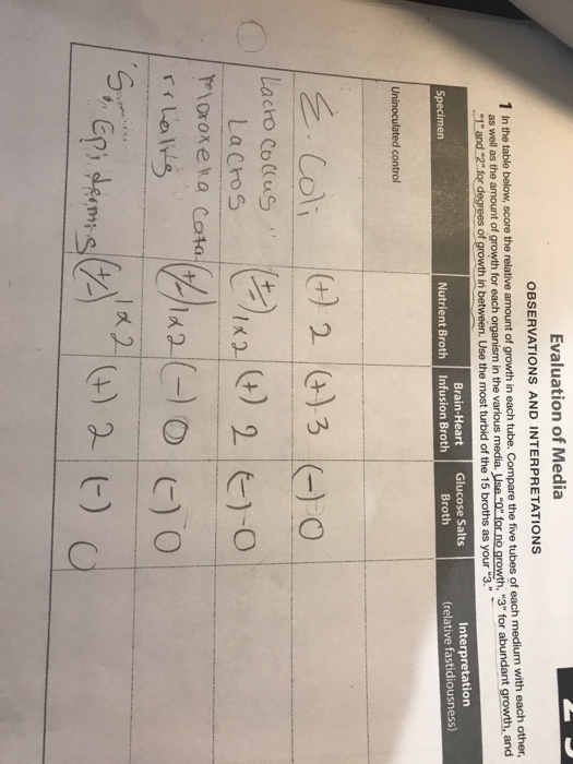 Solved Evaluation of Media OBSERVATIONS AND INTERPRETATIONS | Chegg.com