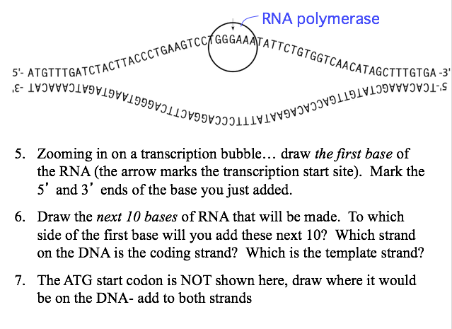 Transcription Bubble