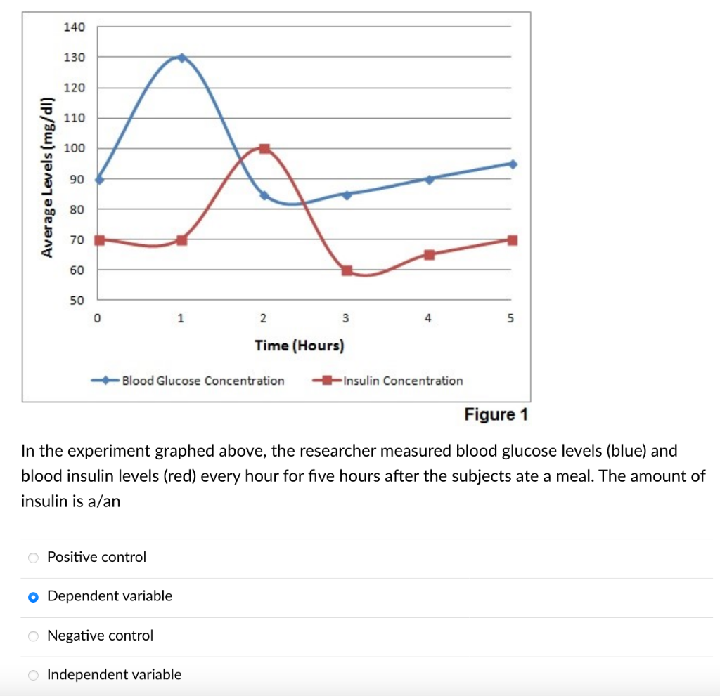 Solved In this graph, blood glucose levels start to drop | Chegg.com