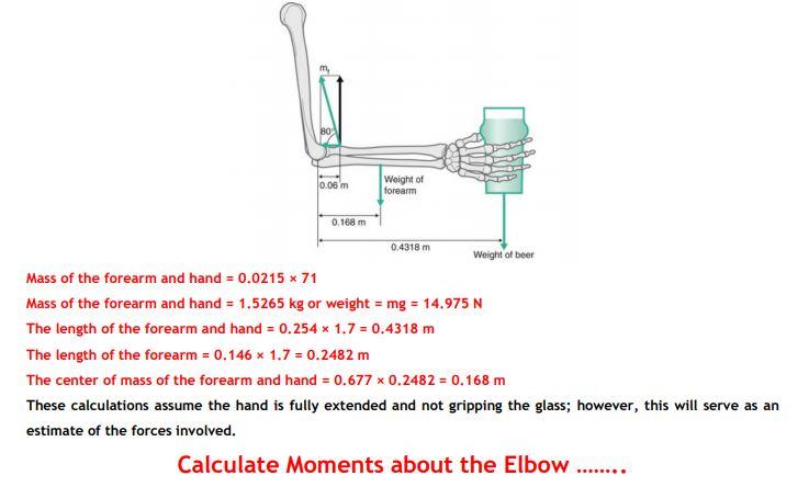 Solved Assignment: Elbow Joint Moments 80 Horizontal joint | Chegg.com