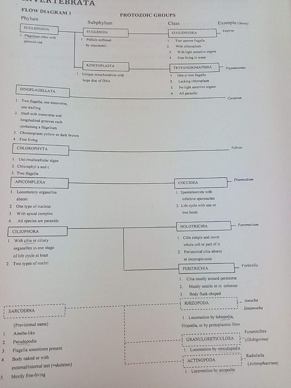 FLOW DIAGRAM 1 PROTOZOIC GROUPS Phylum 1. Two | Chegg.com