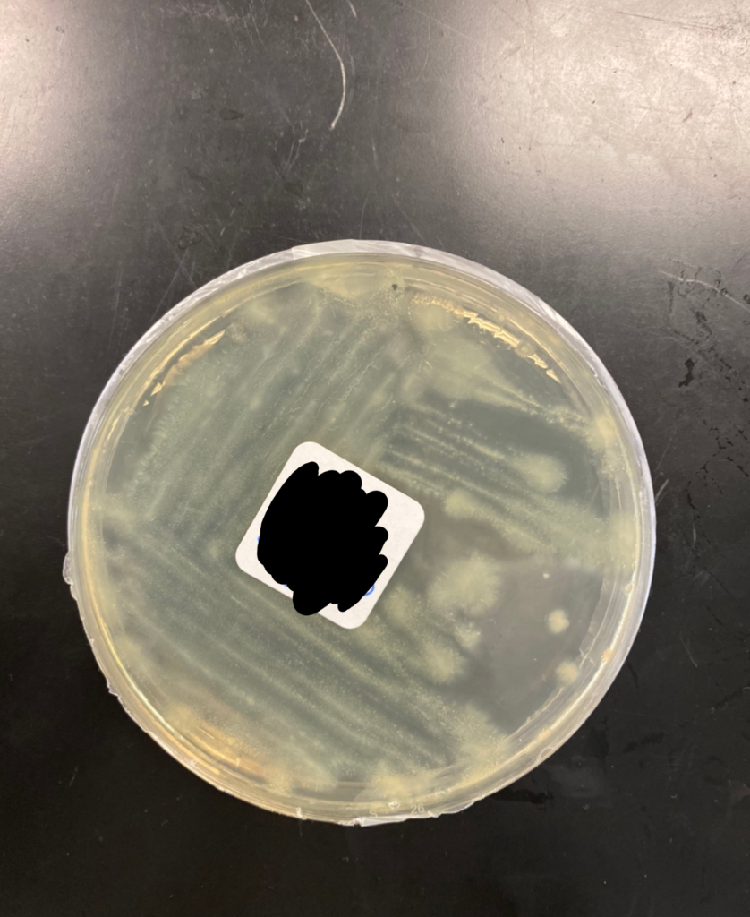 Solved Working through Bergey's determinative manual, any | Chegg.com