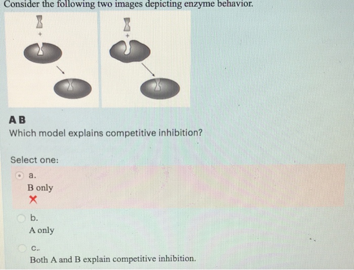 Solved Consider the following two images depicting enzyme | Chegg.com