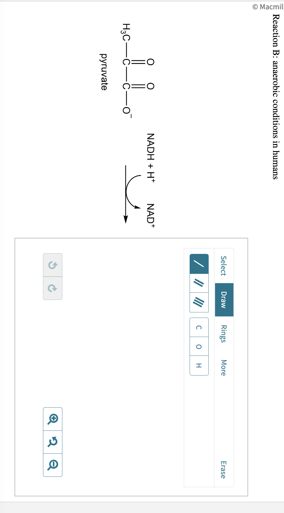 Solved Pyruvate is the end product of glycolysis. Its | Chegg.com