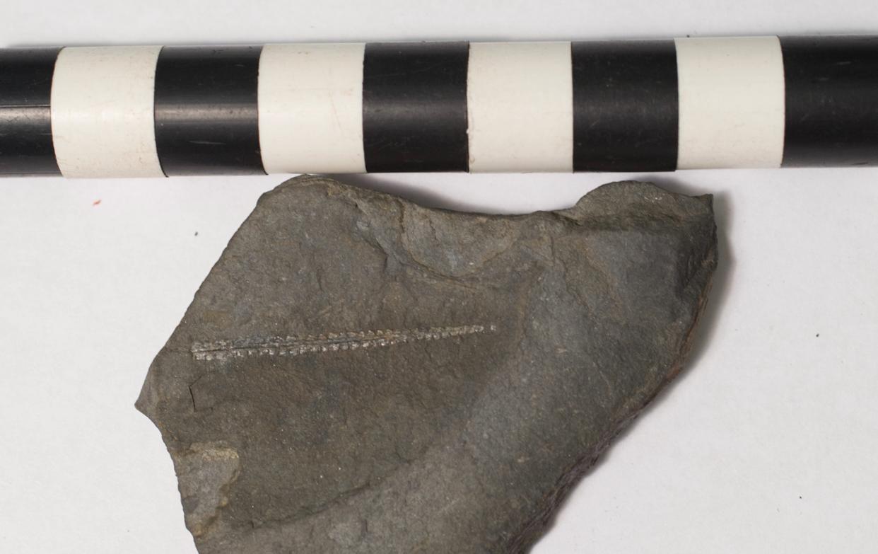 Solved Graptolites Graptolites are common fossils that have | Chegg.com