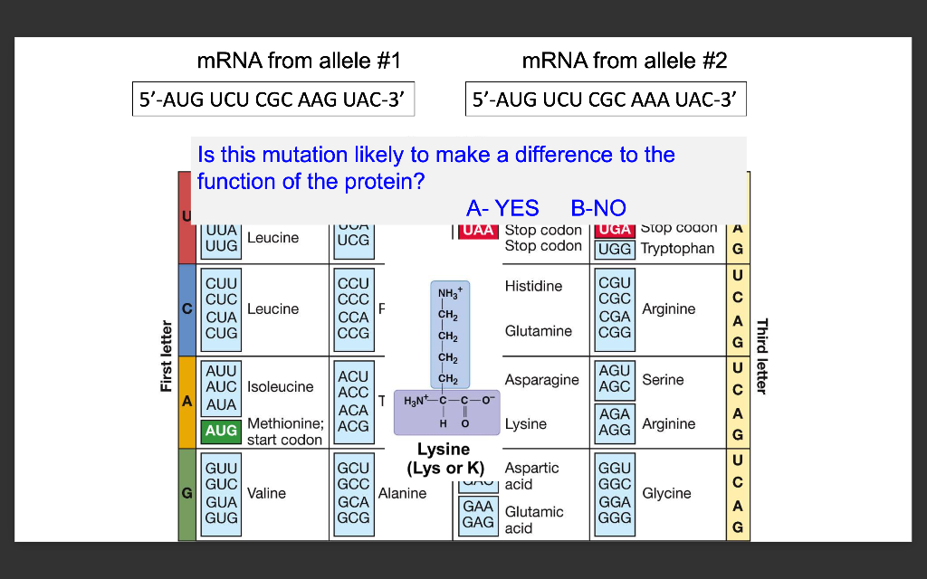 Solved mRNA from allele \#1 mRNA from allele \#2 | Chegg.com