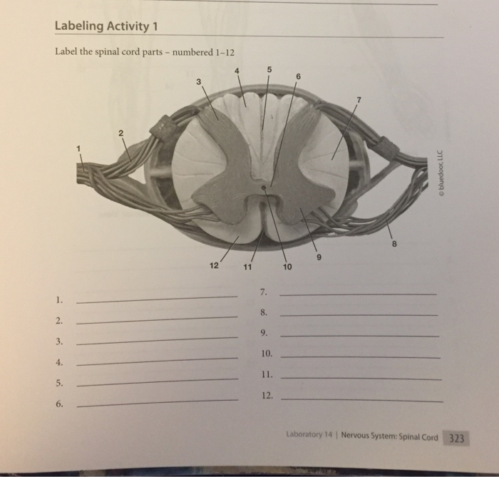 Solved Labeling Activity 1 Label the spinal cord parts | Chegg.com