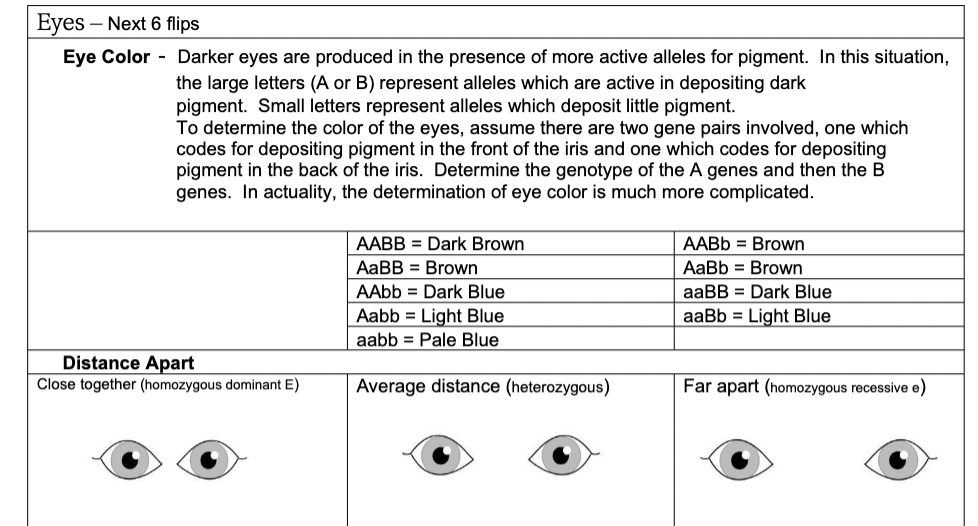 Solved Lab Genetics Let's Make a Baby! Congratulations on | Chegg.com