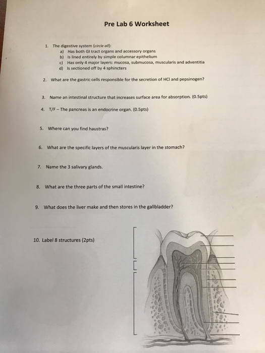 Solved Pre Lab 6 Worksheet 1. The digestive system (circle | Chegg.com