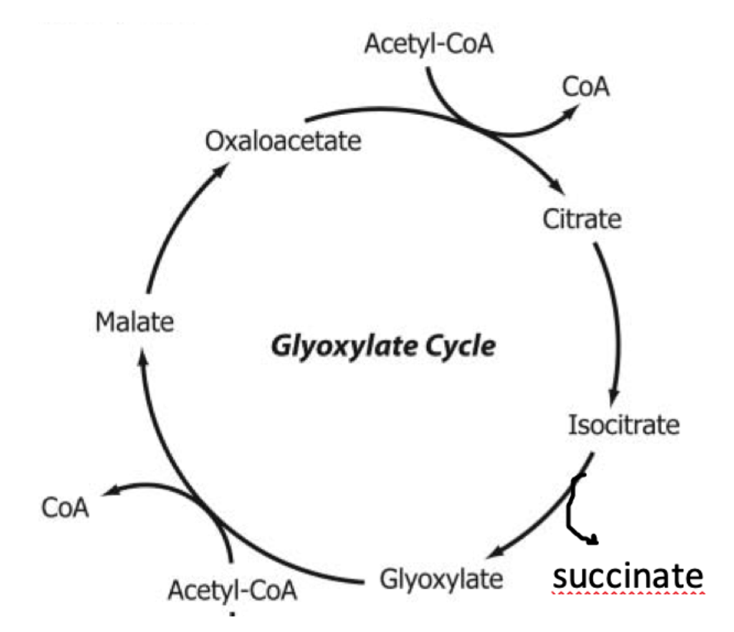 Solved The glyoxylate cycle is shown below: Answer the | Chegg.com
