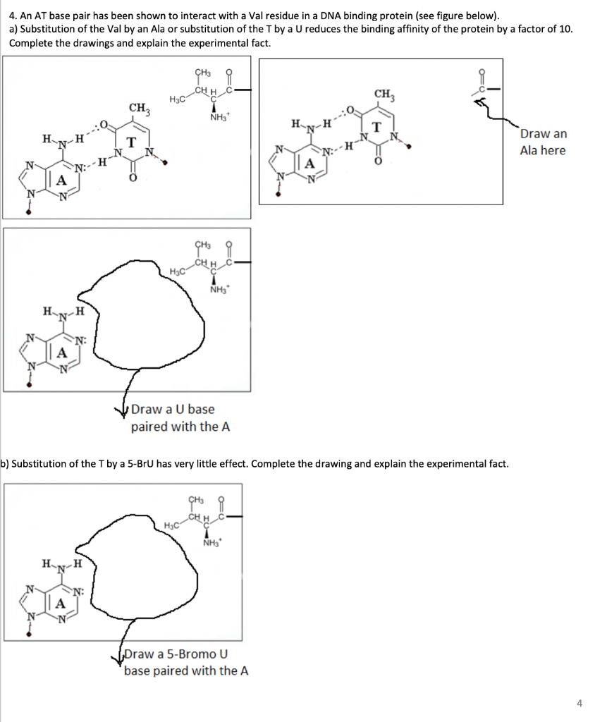 Solved 4. An AT base pair has been shown to interact with a | Chegg.com