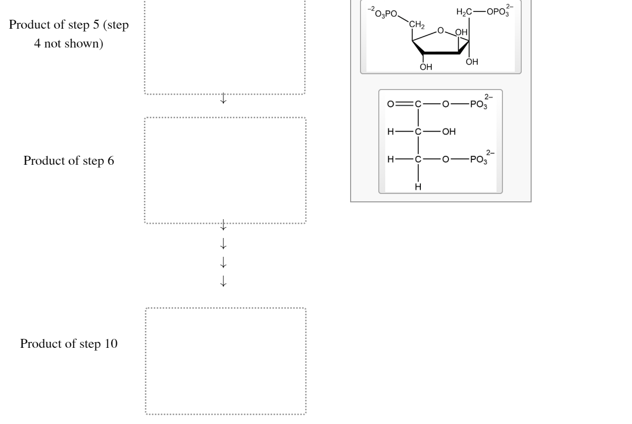 Solved The structures of five of the compounds of glycolysis | Chegg.com