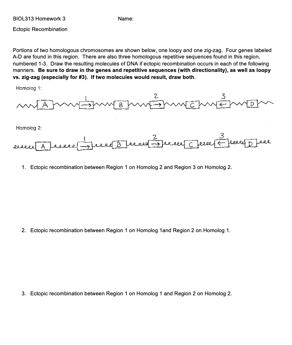 Solved BIOL313 Homework 3 Name: Ectopic Recombination | Chegg.com