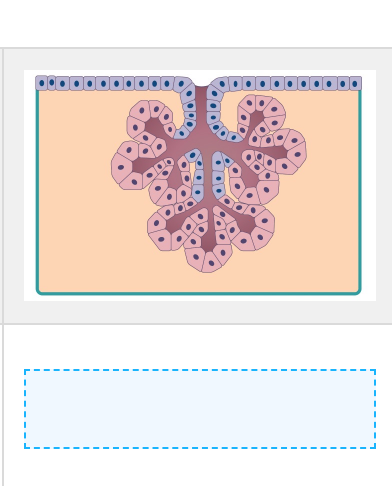Solved Identify the different types of exocrine glands. | Chegg.com