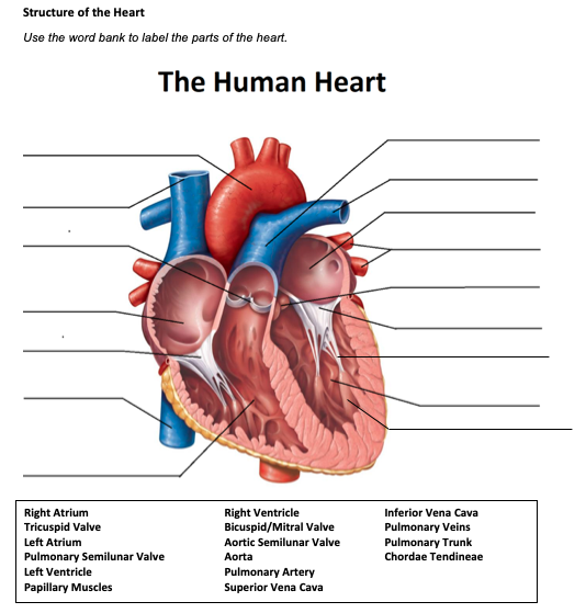 The Human Heart With Labels