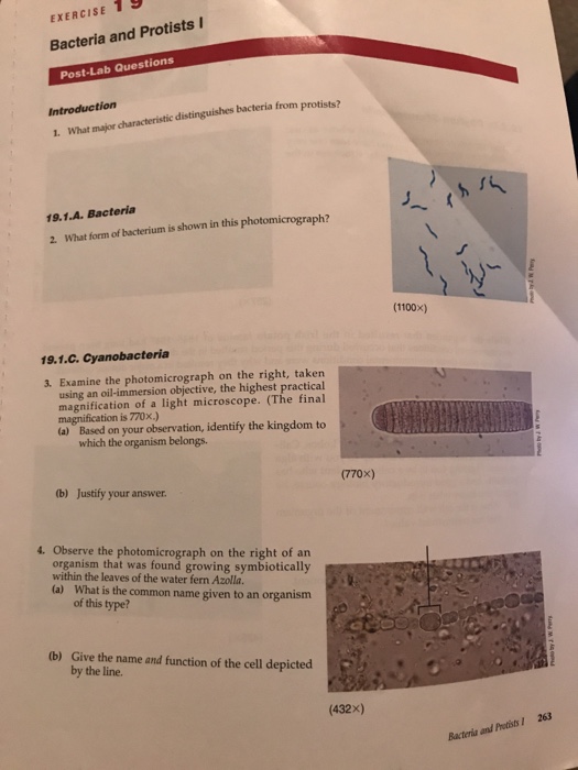 Solved EXERCISE 19 Bacteria and Protists Post-Lab Questions | Chegg.com