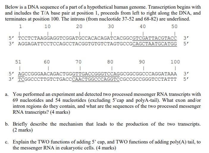 Solved Below is a DNA sequence of a part of a hypothetical | Chegg.com
