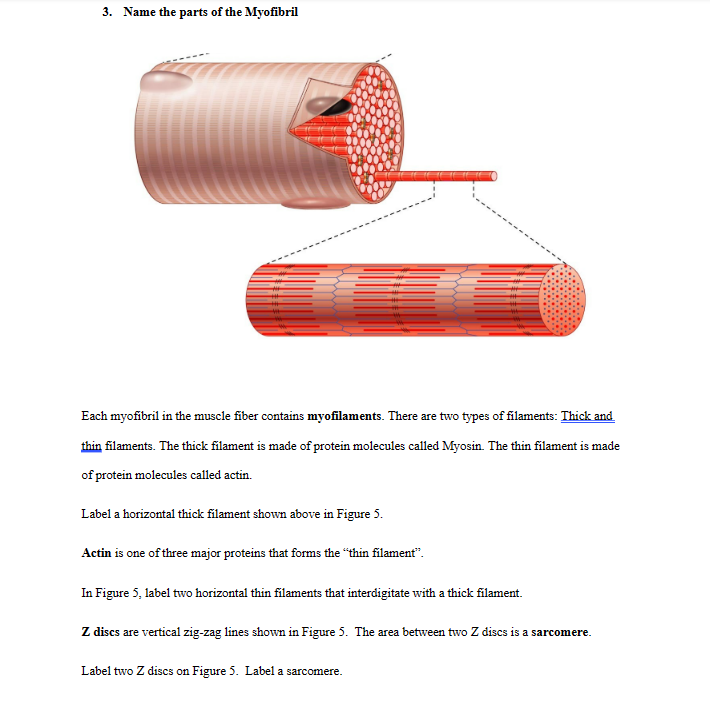 Solved 3. Name the parts of the Myofibril Each myofibril in | Chegg.com