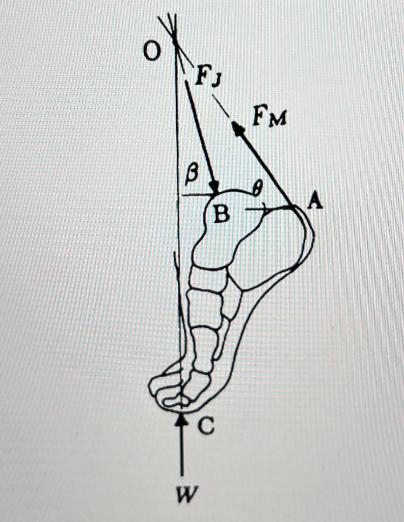 Solved Consider a person standing on tiptoe on one foot.For | Chegg.com