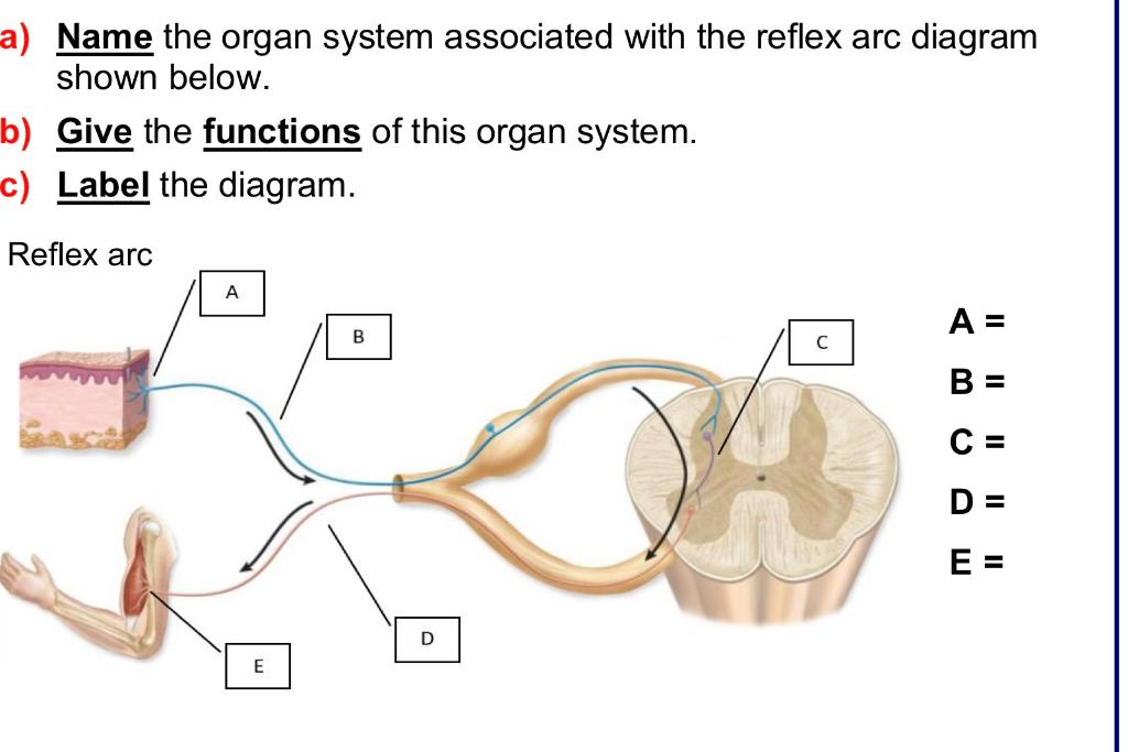 Solved a) Name the organ system associated with the reflex | Chegg.com