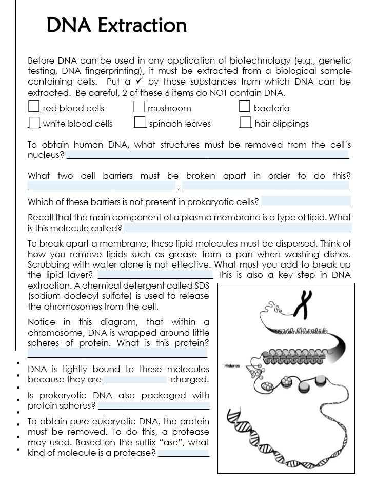 Solved DNA Extraction Before DNA can be used in any | Chegg.com