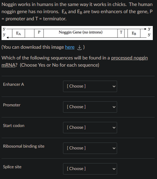 Solved Noggin works in humans in the same way it works in | Chegg.com