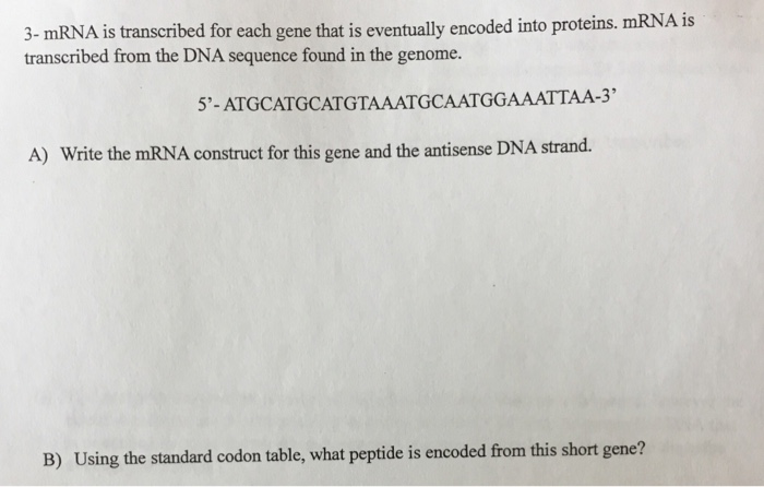Solved is 3- mRNA is transcribed for each gene that is | Chegg.com
