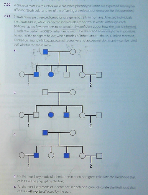 Solved 7.20 7.21 A calico cat mates with a black male cat | Chegg.com
