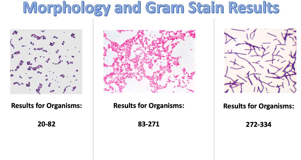 Solved Morphology and Gram Stain Results Results for | Chegg.com