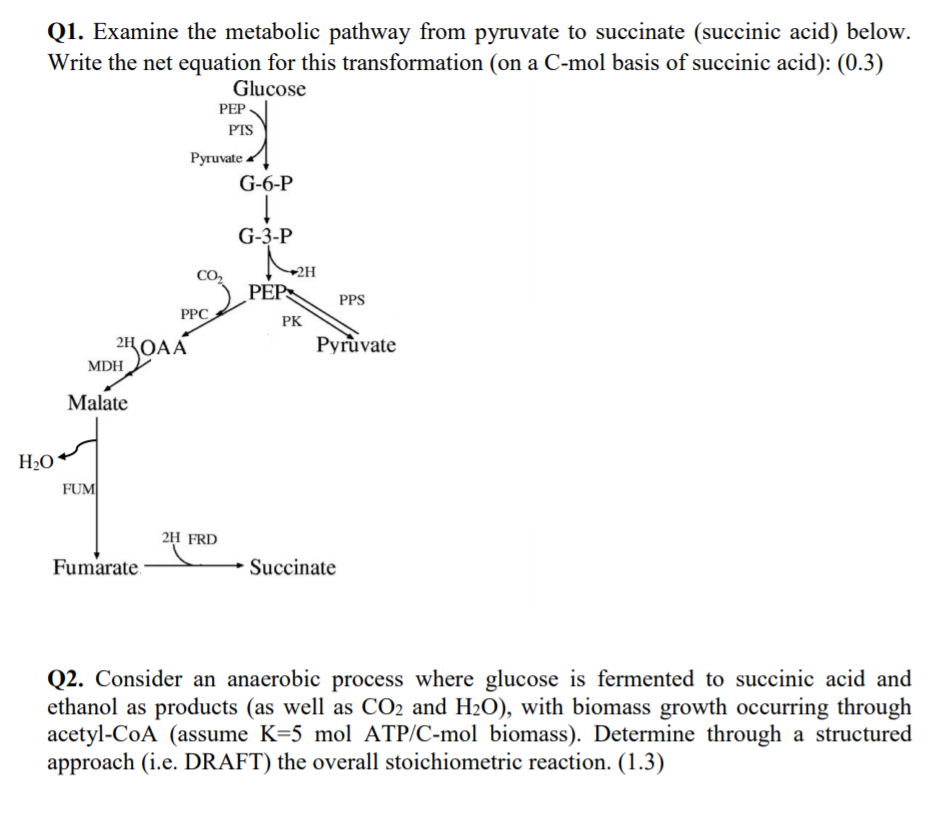 Q1. Examine the metabolic pathway from pyruvate to | Chegg.com