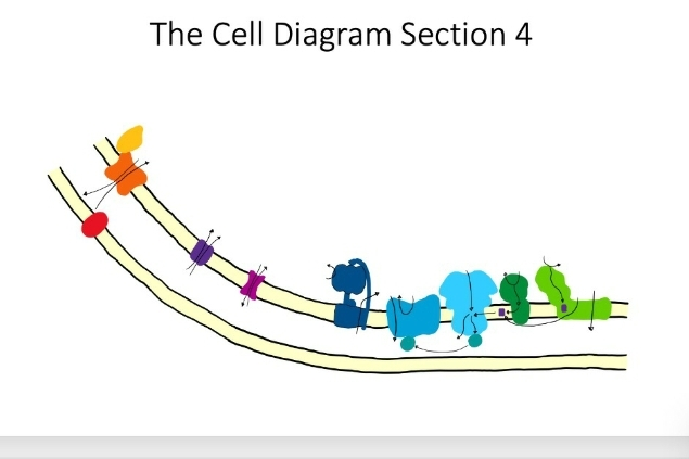 Solved The Cell Diagram Section 4 | Chegg.com