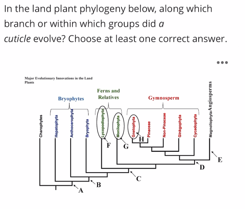 Solved In the land plant phylogeny below, along which branch | Chegg.com