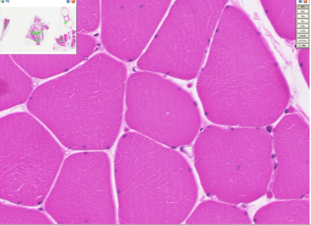 Solved Please identify the following structures in | Chegg.com