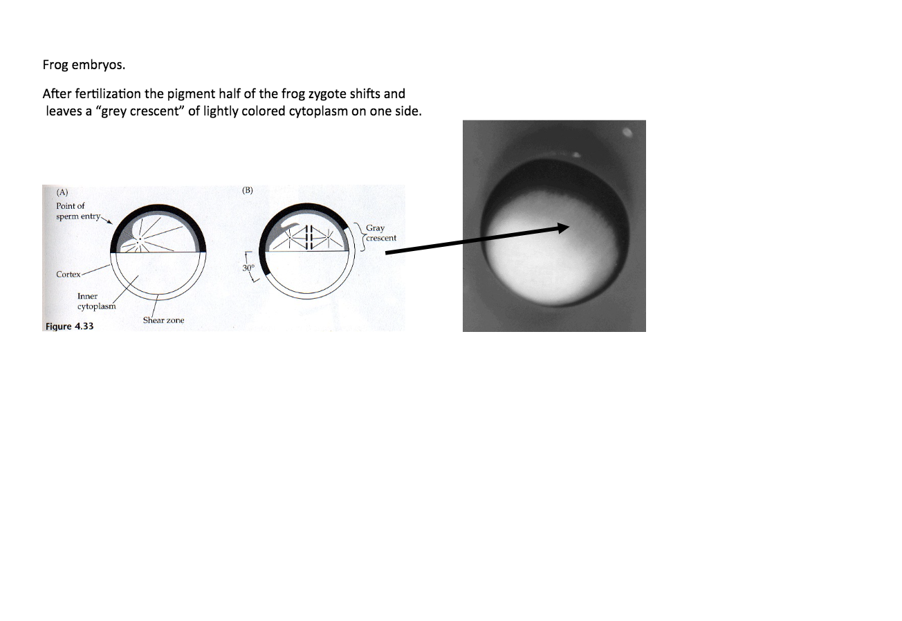 Solved Frog embryos. After fertilization the pigment half of | Chegg.com