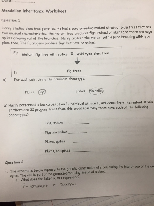 Solved dre Mendelian inheritance Worksheet Question1 Harry | Chegg.com