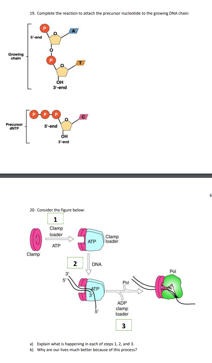 Solved 19. Complete the reaction to attach the precursor | Chegg.com