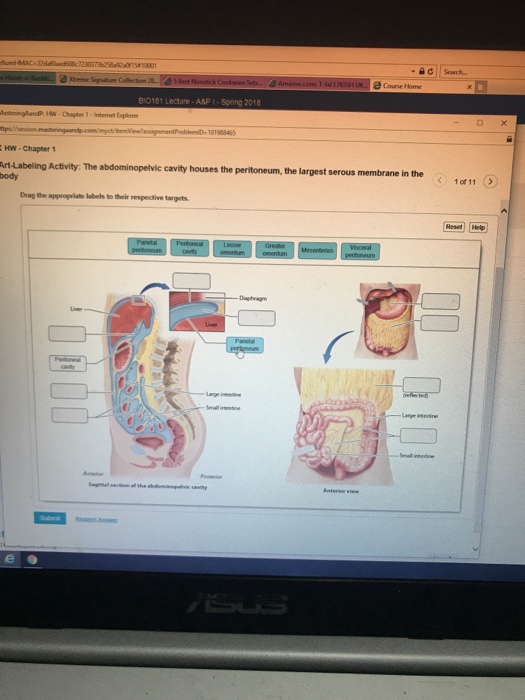 Solved Search BI0181 Lectare-A&PI-Spring 2018 | Chegg.com