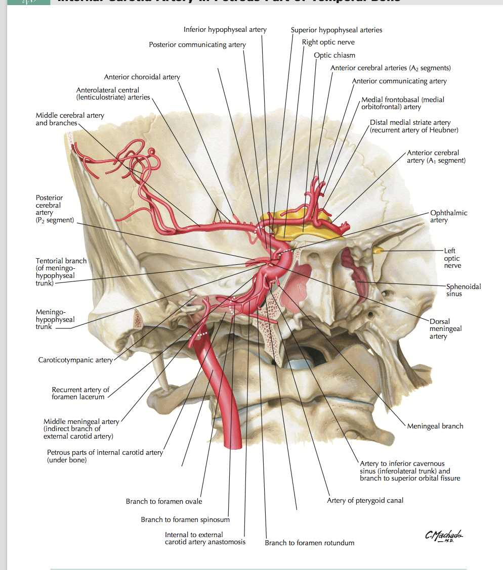 Foramen Lacerum And Carotid Canal