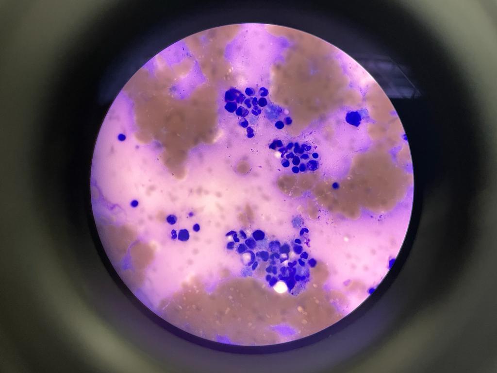 Solved please label and annotate on the following images the | Chegg.com