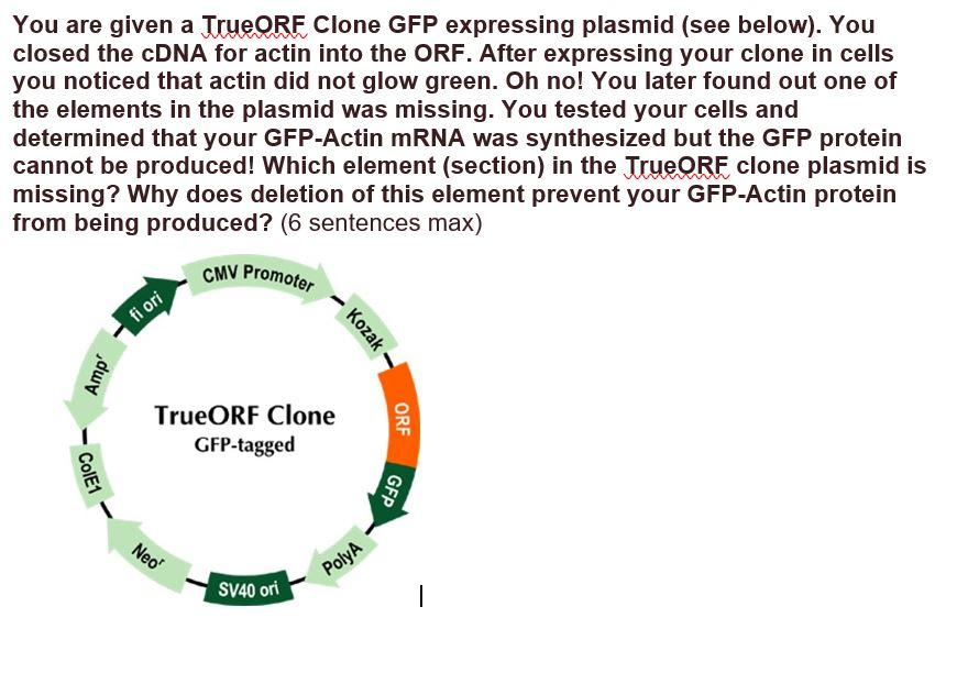 Solved You are given a True ORF Clone GFP expressing plasmid | Chegg.com