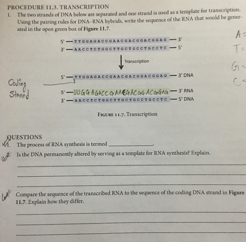 Solved PROCEDURE 11.3. TRANSCRIPTION The two strands of DNA | Chegg.com