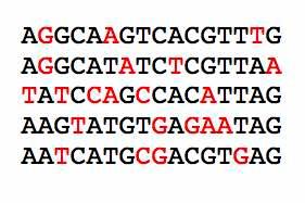 The table above represents only the polymorphic sites | Chegg.com