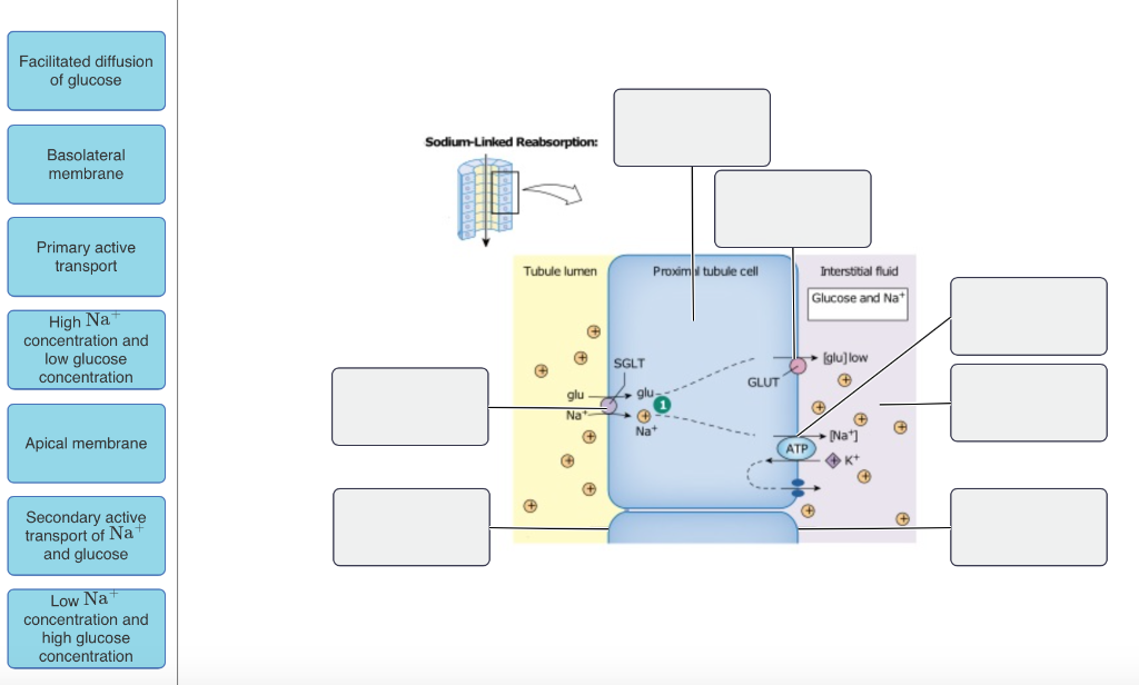 Solved Part A Drag the labels onto the diagram to identify | Chegg.com