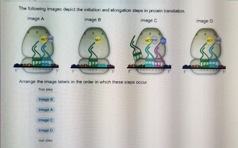 Solved The following images depict the initiation and | Chegg.com