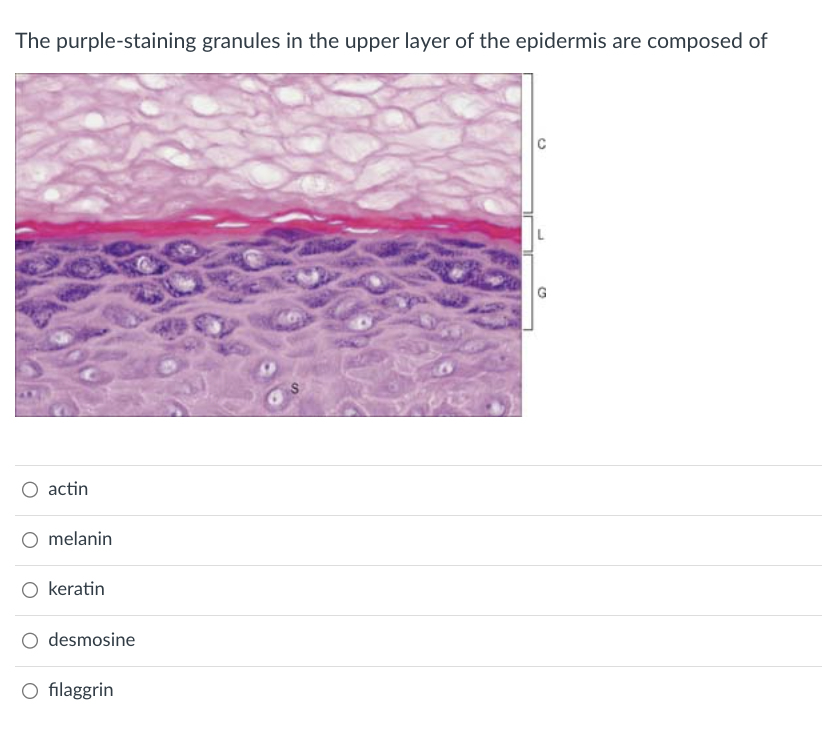 Solved The purple-staining granules in the upper layer of | Chegg.com